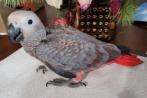 Hope ~ Red Factor African Grey Baby ~ Vedder Feathered Friends ~ Menifee,CA