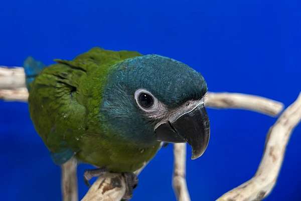 Mini Macaw Blue Head - Very Rare
