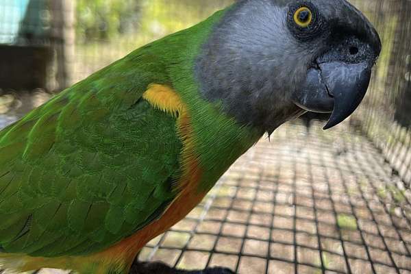DNA Male Senegal Parrot Hatched May 2021