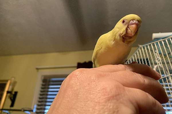 Hand fed parakeet
