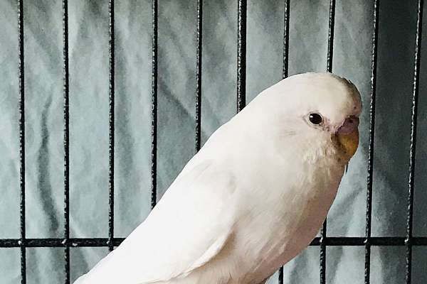 Selling Parakeet- Yuki