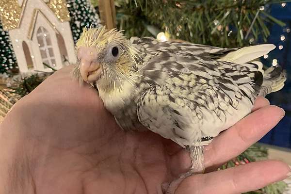 Baby pearl cockatiel