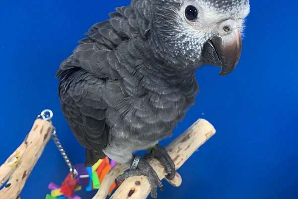 African Grey Timneh Baby