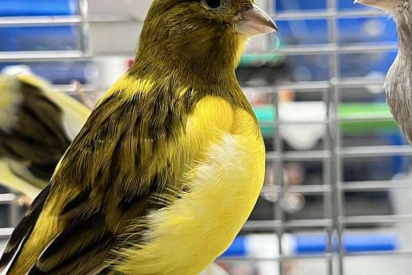 Fancy Fire Singing Canary