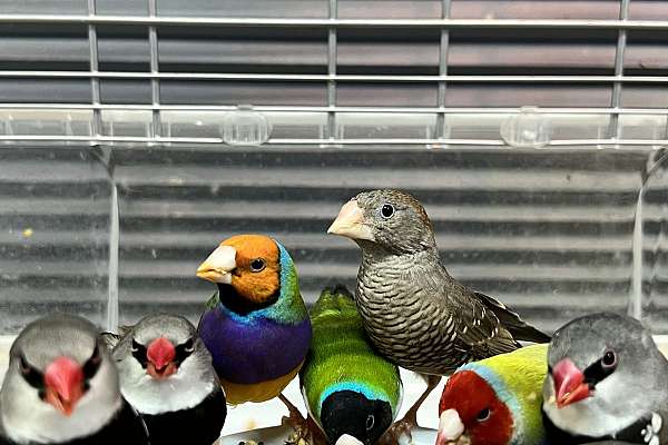 Lady Gouldians Finch