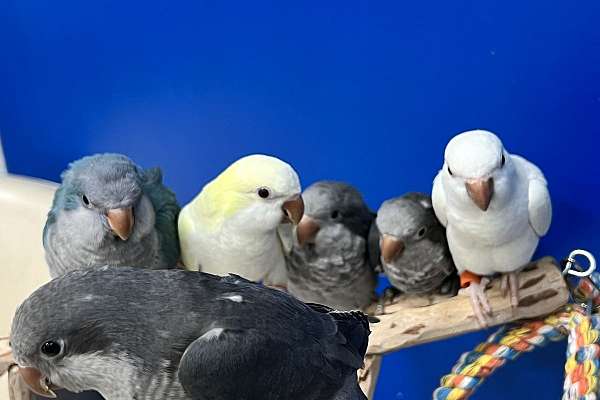 Double Factor Cobalt Quaker