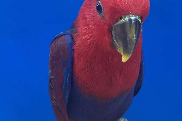 Eclectus Baby Girl Solomon Island