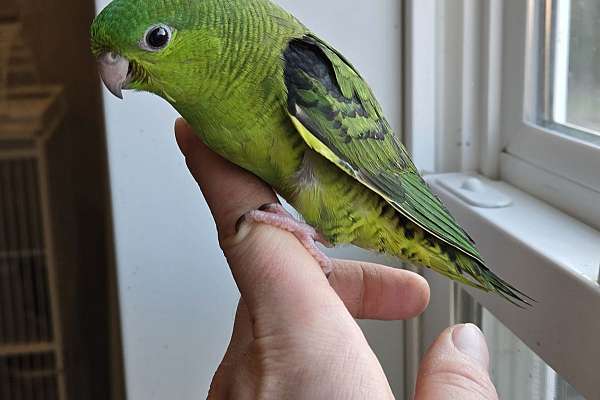 Hand Tame Lineolated Parakeet Babies