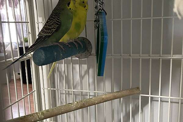 Young Parakeet