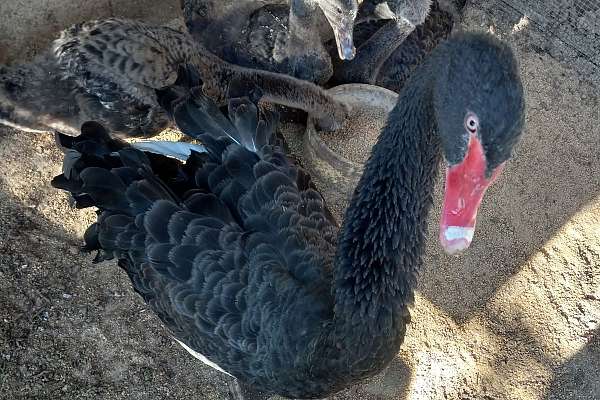 BLACK SWANS FOR SALE