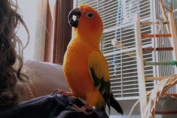 Super Sun conure looking for home
