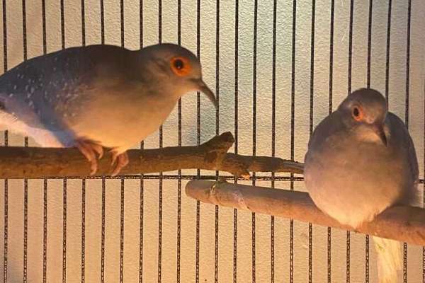Pair of Diamond Doves