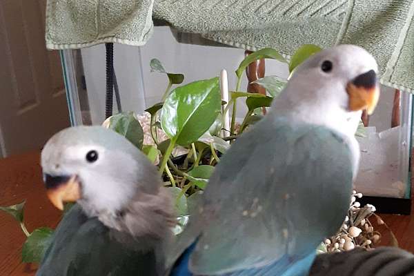 Dutch Blue Lovebird ( Peachface ) Babies