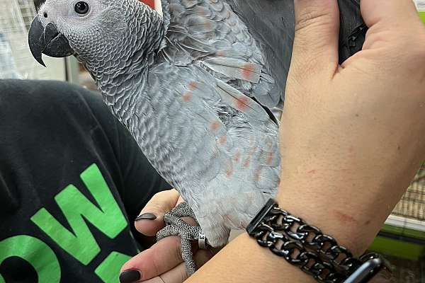 Red Factor African Grey