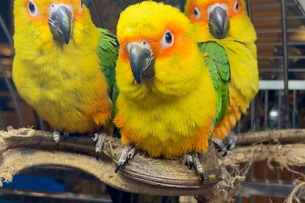 Sun Conure Baby~Hand Fed & Tame