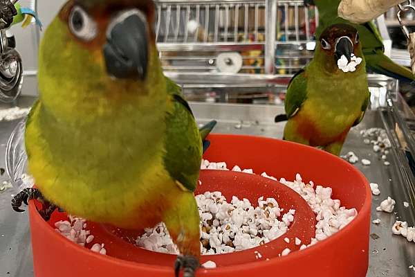 Nansun (Nanday/Sun) Conure HandFed/HandTame