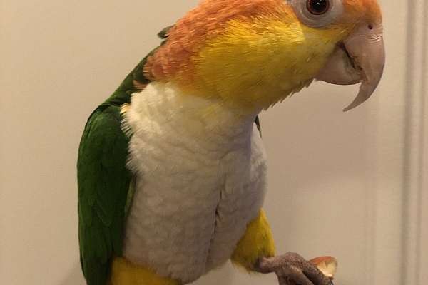 White belly Caique