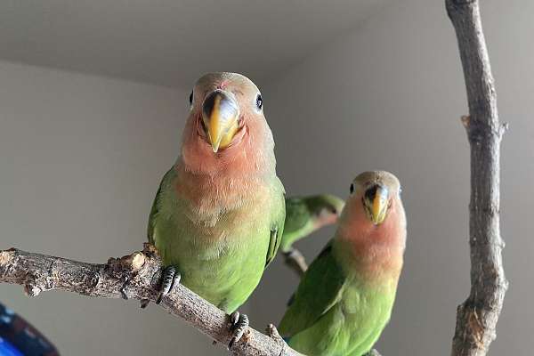 Hand Tamed Baby Lovebirds