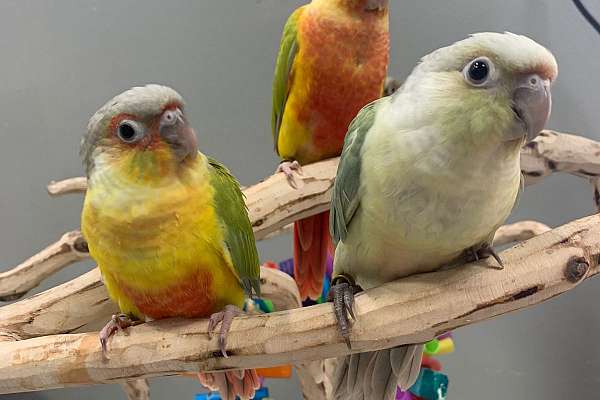 Green Cheek Conures Dilute