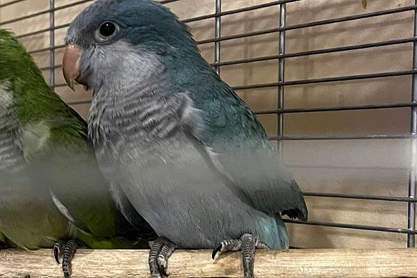 Baby blue quaker parrot