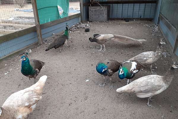 Young Baby Peacocks For sale