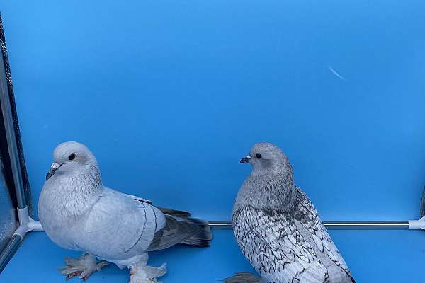 Ice pigeons- mated pair