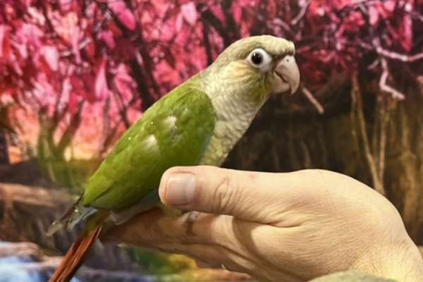 Baby male cinnamon green cheek conure