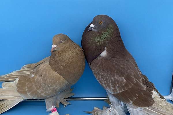 Dutch croppers- mated pair