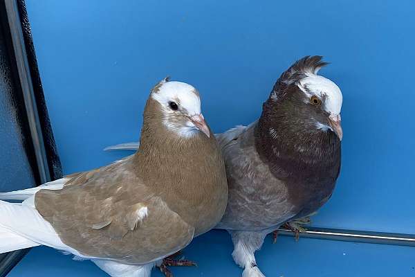 Ice pigeon hybrids- mated pair