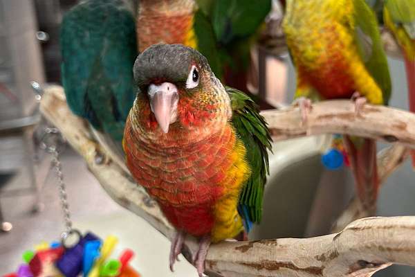 Green Cheek Conure *Rare Mutation*