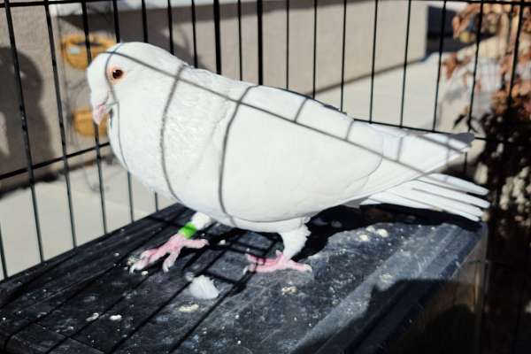 White Homer Family Pet Pigeon