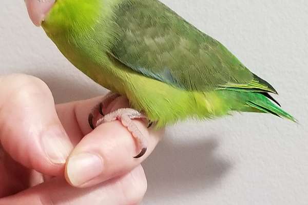 Male Pacific Parrotlet Baby