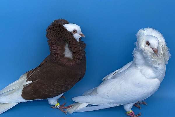 Old Dutch Capuchines- mated pair