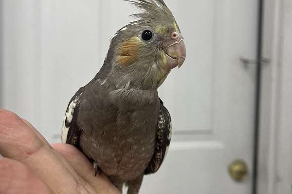 female grey cockatiel