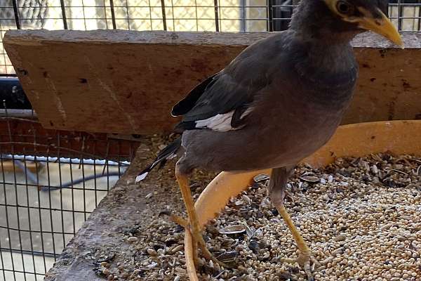 Common Mynah bird young pair