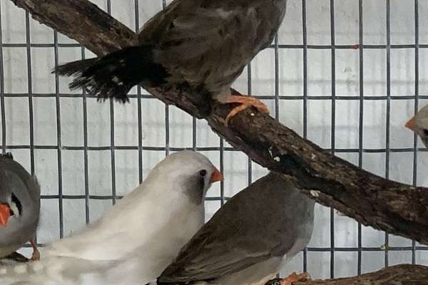 EUMO Zebra Finches