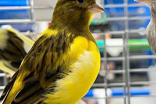 Singing Canary