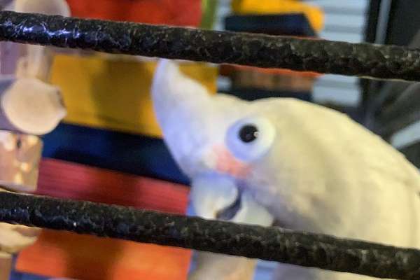 Goffin cockatoo