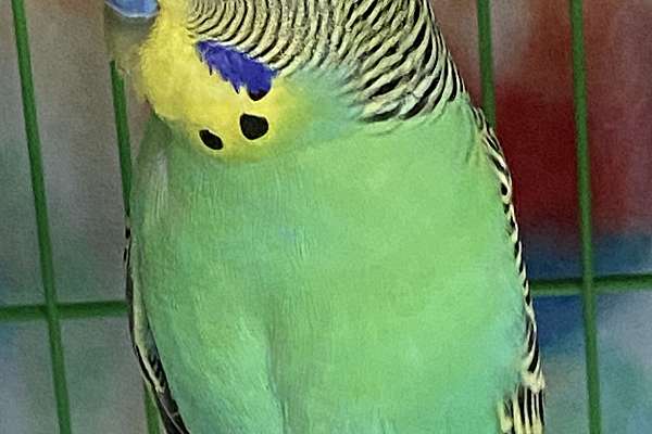 Hybrid / English Cross Parakeet (Budgie)