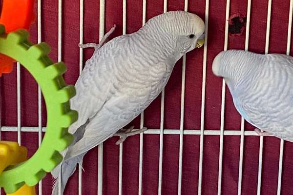 Adult Hybrid / English Cross Breeding Pair