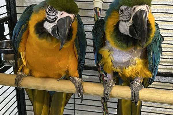 Older proven pair of b&g macaws looking for their forever retirement home