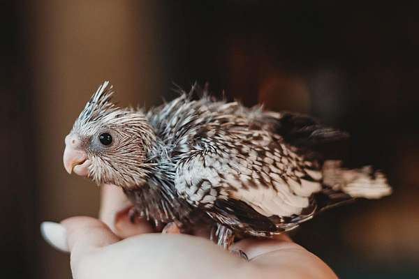 White Face Pearl Cockatiel Baby