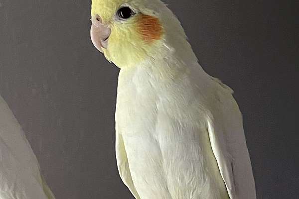 Lutino Cockatiel
