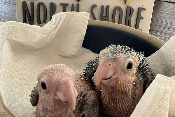 Baby White Bellied Caiques Ready for Deposit!