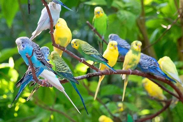 Parakeets Budgerigar