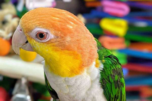 White Belly Caique Baby