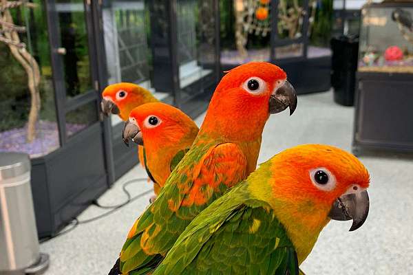 Red Factor Sun Conures