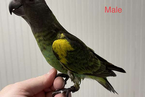 Male Meyer's Parrot