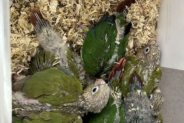 Baby green cheek conures hand feeding