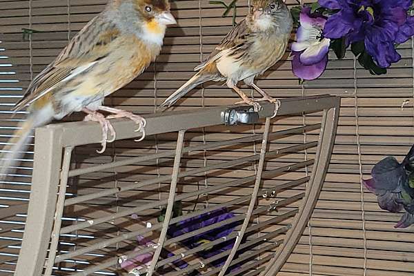 Pair Bronze/timbrado canary